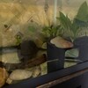 Axolotyl Crayfish Shrimp Aquarium Corner Cave Hide With Viewing Window ...