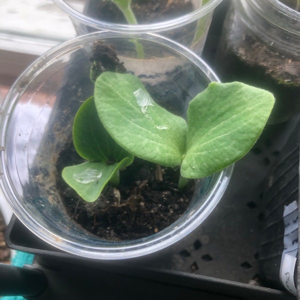 Red Shepherd Pepper Seeds - Etsy Canada