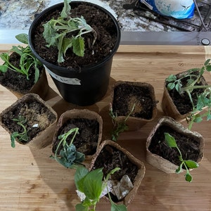 Mint Cuttings One Cutting Each From 38 Mint Variations Water ...