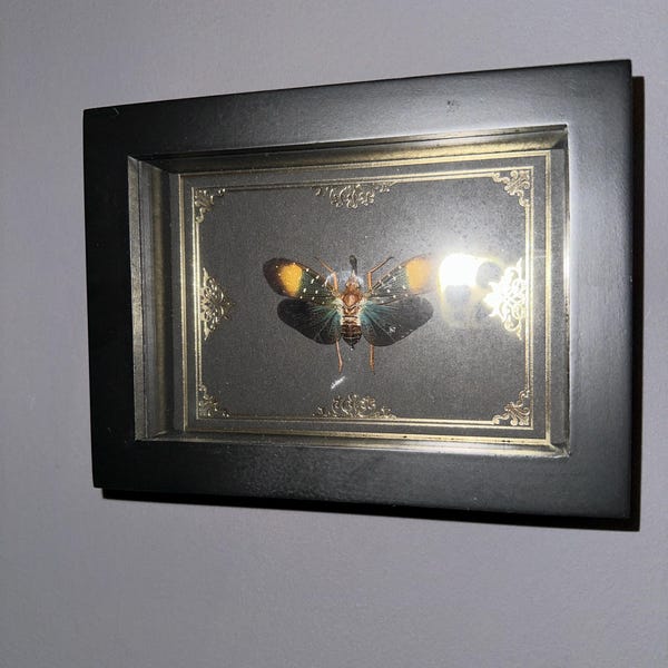 Real Framed Ghost Cicada Ayutha Spectabilis Shadow Box Frame Insect ...