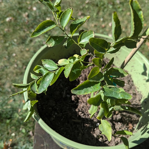 Li Zao Jujube Tree- Thrives in USDA Zones 6 - 9. Chinese Dates ...