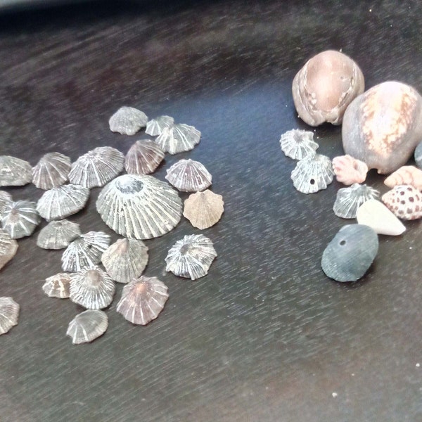 Miniature Small Crafting Seashells From Hawaii Assorted Whole Shells ...