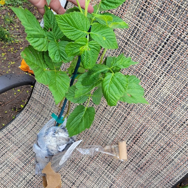 Cascade Harvest Red Raspberry- Very Large Firm Berries, Very Good ...