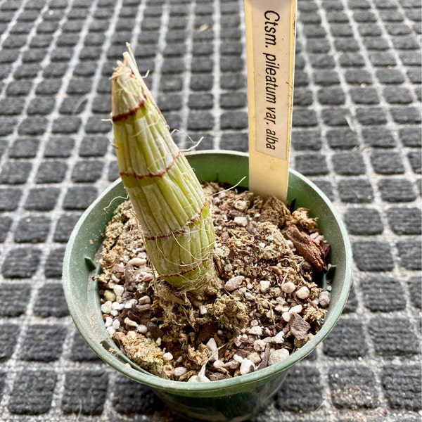 Bc. Yellow Bird - B. Nodosa X Bc. Richard Mueller - EASY GROWER ...