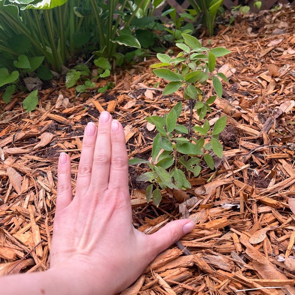 1 Jewel Black Raspberry Plant. Midseason. Zones 4-8. Live Rooted ...