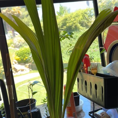 Corypha Umbraculifera , Talipot Palm , Exotic. Extremely Rare, Large ...