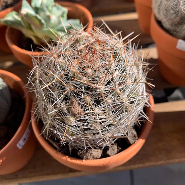 Spiny Star Cactus - Etsy