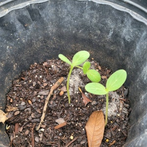 Organic Henna Mehandi Seeds,dye Seeds, Mignonetee Tree,egyptian Privet ...