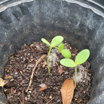 Malabar Spinach, Green, Alugbati, Vietnamese Spinach, Pui, Poi Saag ...