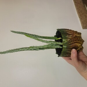 Pyramid Planter With Tray and Drainage for Succulents and - Etsy