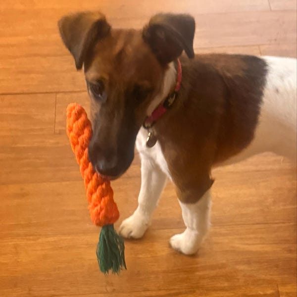 Flamingo Rope Dog Toy， Toys for Small and Meddle Dogs，eco-friendly Toys ...