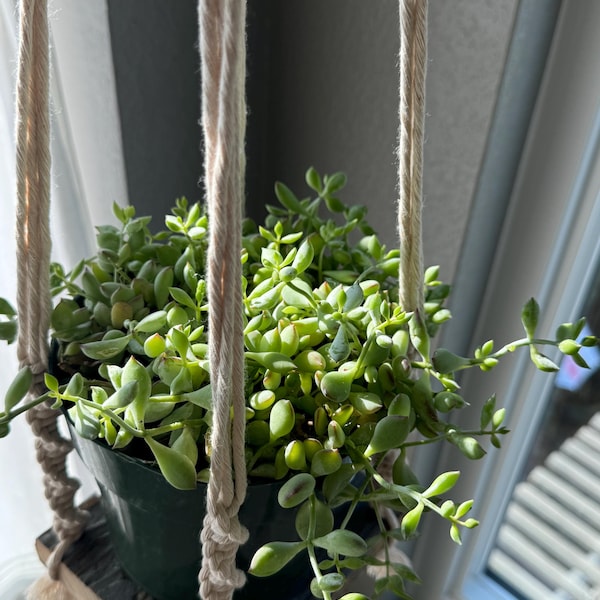 Cotyledon Pendens, Trailing Succulent, Small Live Plant in 2, 4, 6 Pot ...