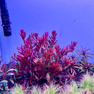 5 Stems Rotala Super Red Mini - Etsy