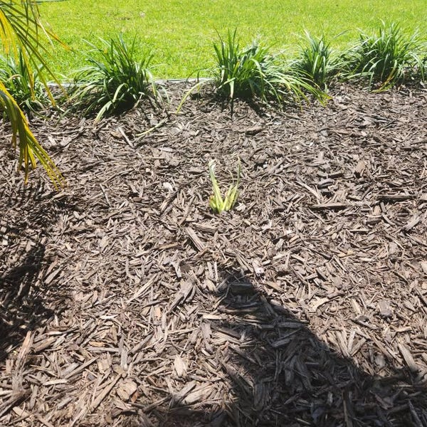 Giant Variegated False Agave (furcraea Gigantea ‘variegata’ - 5 ...