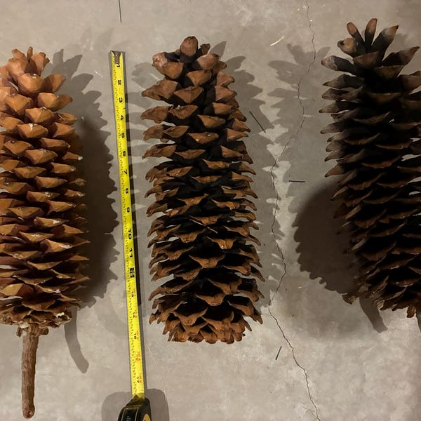 Whole Knobcone Pine Cone Pinus Attenuata Pinecones for Crafts ...