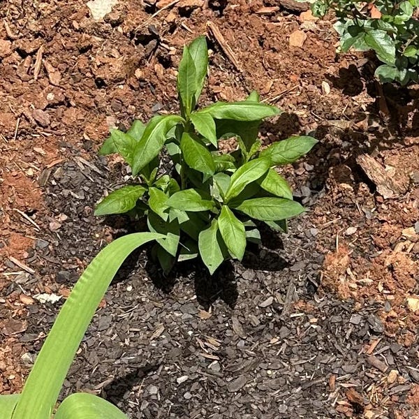 Speedwell ‘blue Skywalker’- Long Sky Blue Spike Flowers - Veronica ...