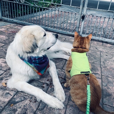 Women's Reversible Rabbit Angora Cape, Made in Peru - Etsy