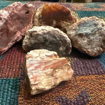 Rare Botryoidal Petrified Wood Chalcedony Agate Opal 200 Million Year ...