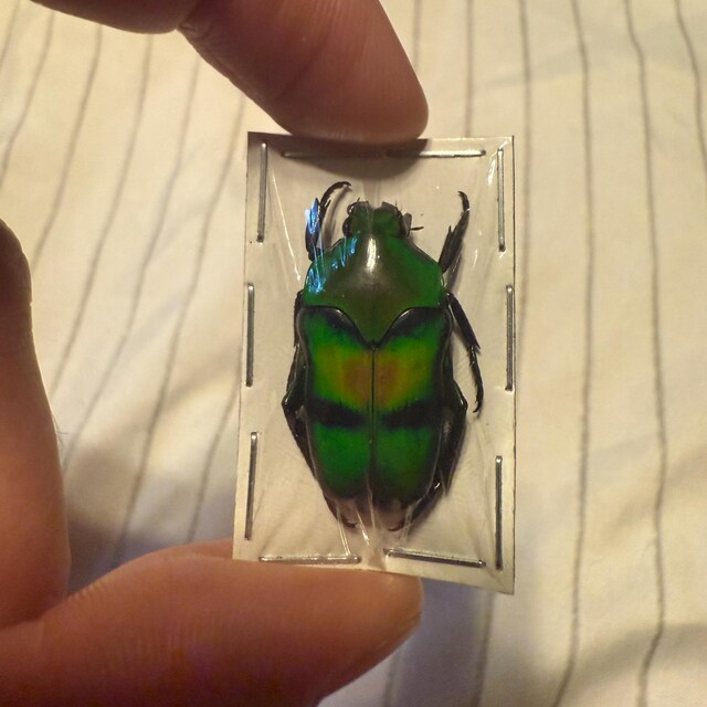 Butterfly Specimen Mounting Board De Pinning Tool Kit Butterfly Pinning ...