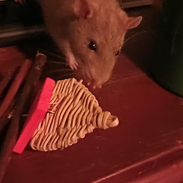 Petal Piñata – Chinchilla / Rat / Degu / Rabbit / Guinea Pig / Hamster ...