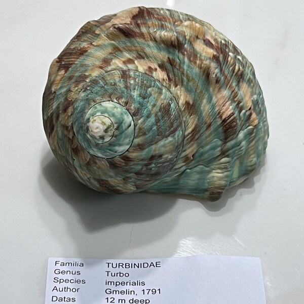 Small Venus Comb Murex Pecten Sea Shell Maritim Beach Cowrie #5028 ...