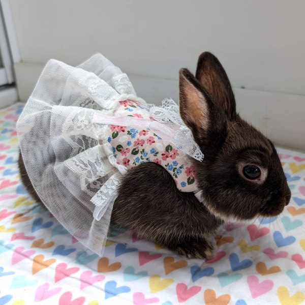 Autumn Ginkgo Wool Short Dress, Pet Bunny Dress/harness, Rabbit ...