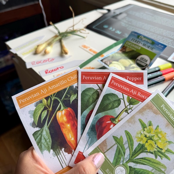 Yugoslavian Fingers (heirloom/c.pepo) Seeds: Semi-rare, White Finger ...