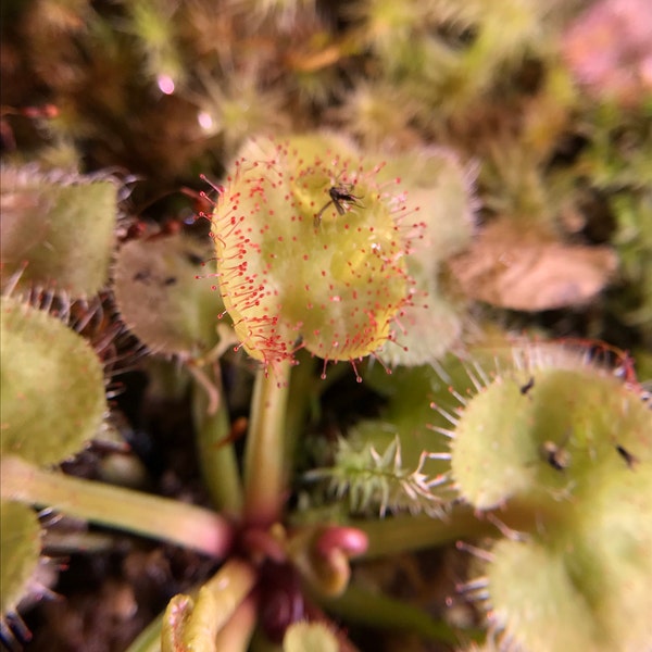 Drosera Prolifera-live Carnivorous Plant - Etsy