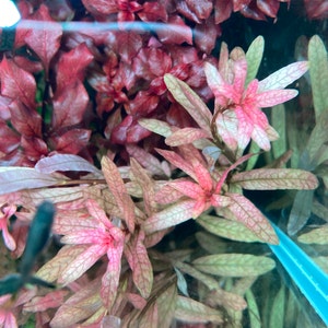 Bucephalandra Akantha Live Aquarium Plant - Etsy