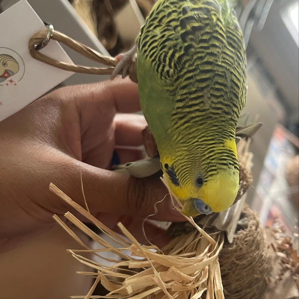 Crazy Daisy - Natural Grass Chew Toy for Small and Medium Sized Birds ...