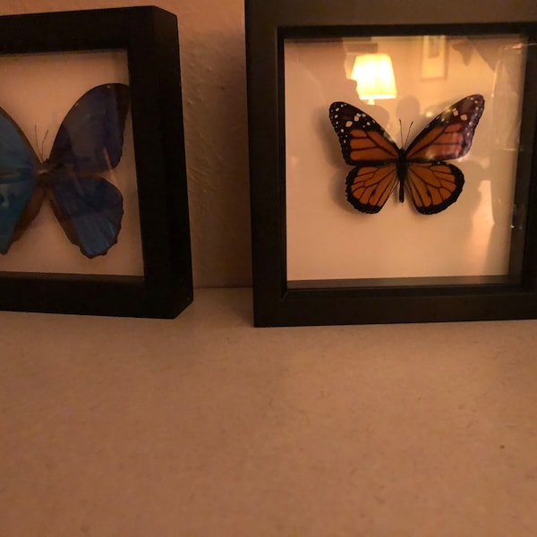 Real Framed Butterfly Monarch Butterfly Display 6x6 - Etsy