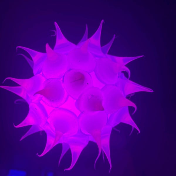 Limited Edition Ubo 3D Led. Original Hand Made Design - Etsy