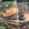 Fully Acrylic Large Turtle Tower Turtle Basking Dock Turtle Basking ...