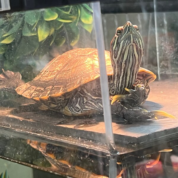 Fully Acrylic Large Turtle Tower Turtle Basking Dock Turtle Basking ...