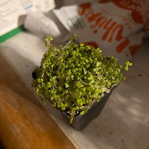 Begonia monica | Etsy