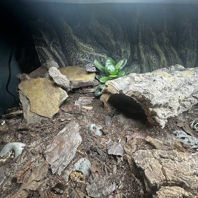 Holey Rocks, 10 Rocks 3 Inches and Under Beach Rocks With Holes, Holy ...