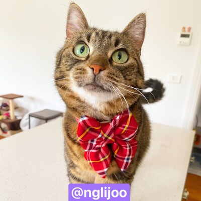KAWA BELLIS BLUE Japanese Cat Collar Bowtie Set // Take A Bow Handmade ...