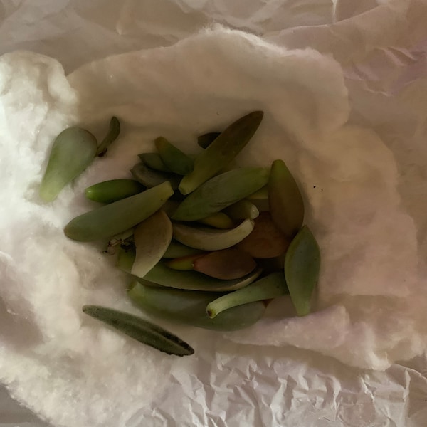 Succulent Leaf Starters | Propagation - Etsy