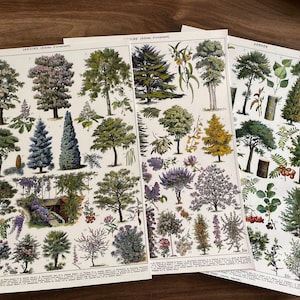 Forest Wall Art, Wall Tree Poster, Tree Set of 3 Prints, Tree Species ...