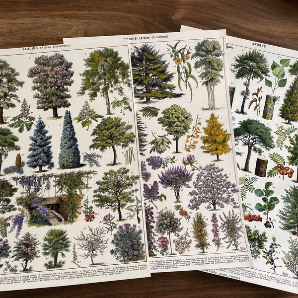 Forest Wall Art, Wall Tree Poster, Tree Set of 3 Prints, Tree Species ...