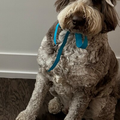 Sail Dress Costume Ariel Inspired Running Costume Little Mermaid New ...