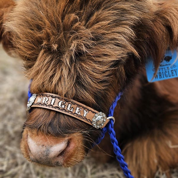 Hand Tooled and Hand Painted Personalized Cow Halter - Etsy