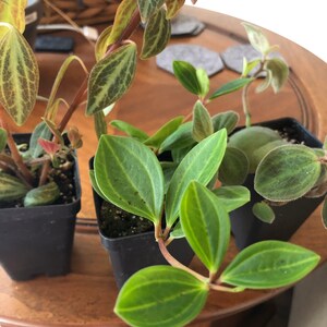 Peperomia Fagerlindii - Etsy