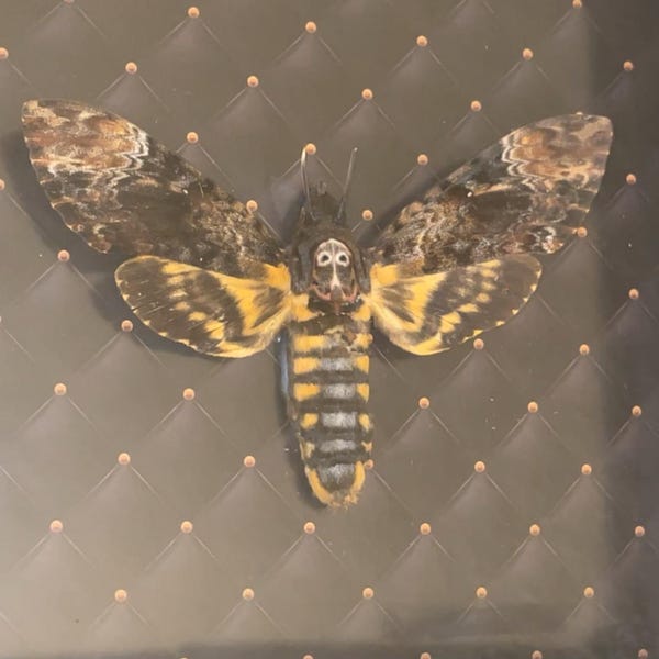 Real Framed Death Head Moth Acherontia Frame Dried Butterfly Skull Dead ...