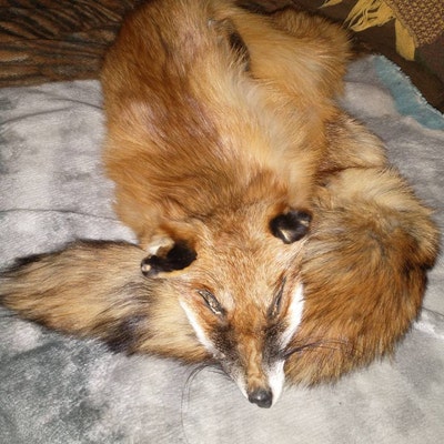 Professionally Tanned 1 Grade Red Fox Hide/pelt - Etsy
