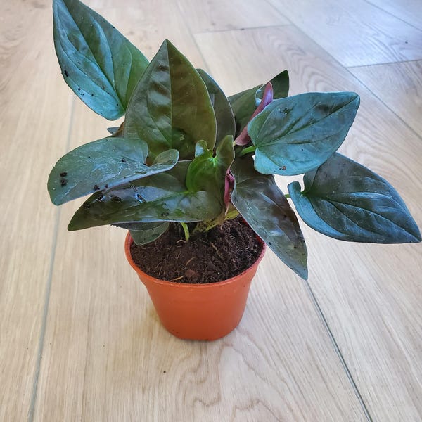 Syngonium Erythrophyllum "red Arrow": Live Indoor Plants - Easy Care ...