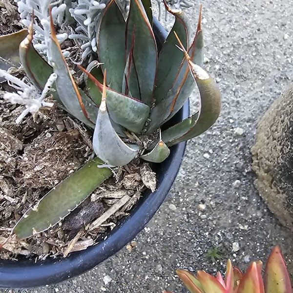 Aloe Tangerine Hybrid Arborescens X Ferox INTENSE BLOOMS STARTER Plants ...