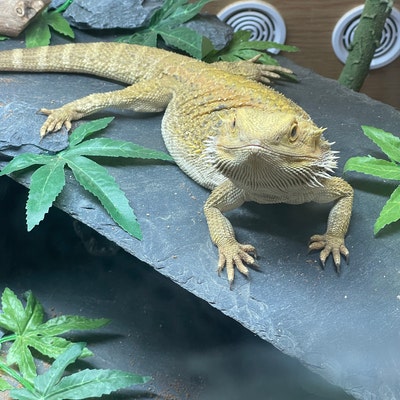 Beautiful Natural Slate Reptile Hide. Leopard Gecko Prefect - Etsy UK