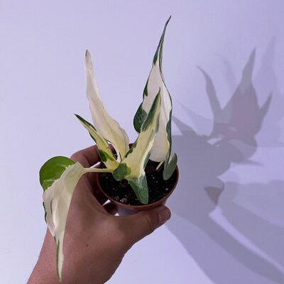 Mutant Manjula Pothos New Variety Tropical Houseplant - Etsy