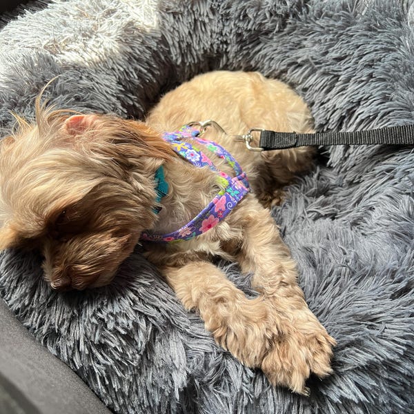 Dog Harness Star Spangled Easy-on Dog Harness 9 Sizes - Etsy